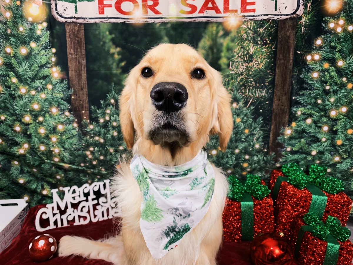 Four Paws Only Inc. – Services for our furry friends