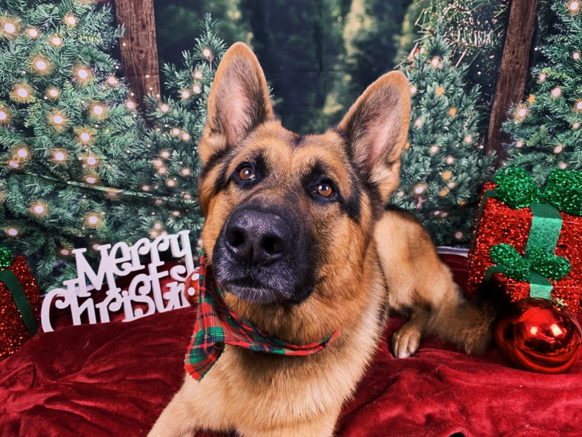 Four Paws Only Inc. – Services for our furry friends