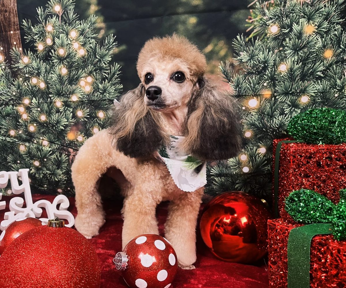 Four Paws Only Inc. – Services for our furry friends