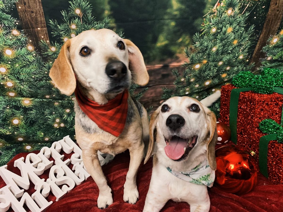 Four Paws Only Inc. – Services for our furry friends